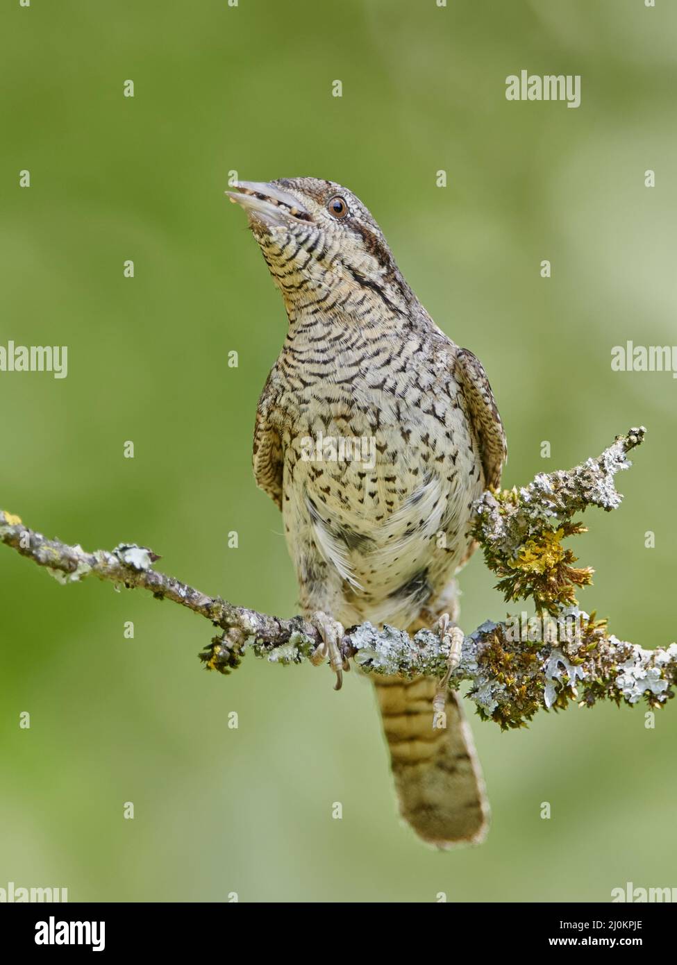 Wryneck jynx torquilla migrant bird hi-res stock photography and images ...