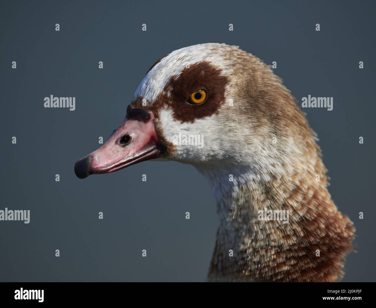 Reddish brown goose hi-res stock photography and images - Alamy