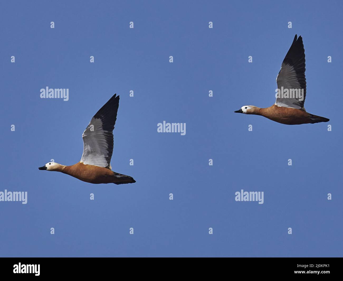 Shelduck wild hi-res stock photography and images - Alamy