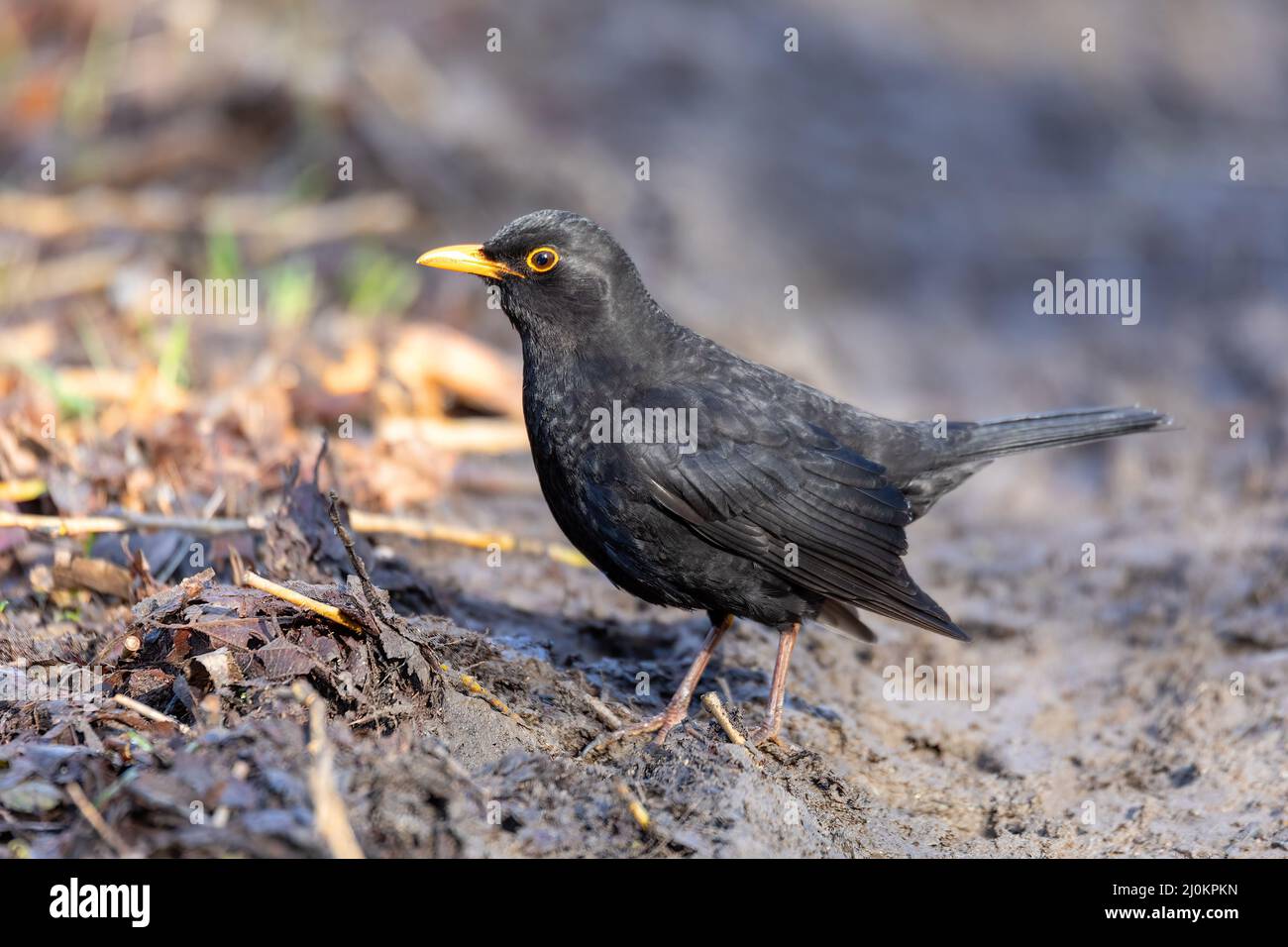 Blackbird in nature hi-res stock photography and images - Alamy