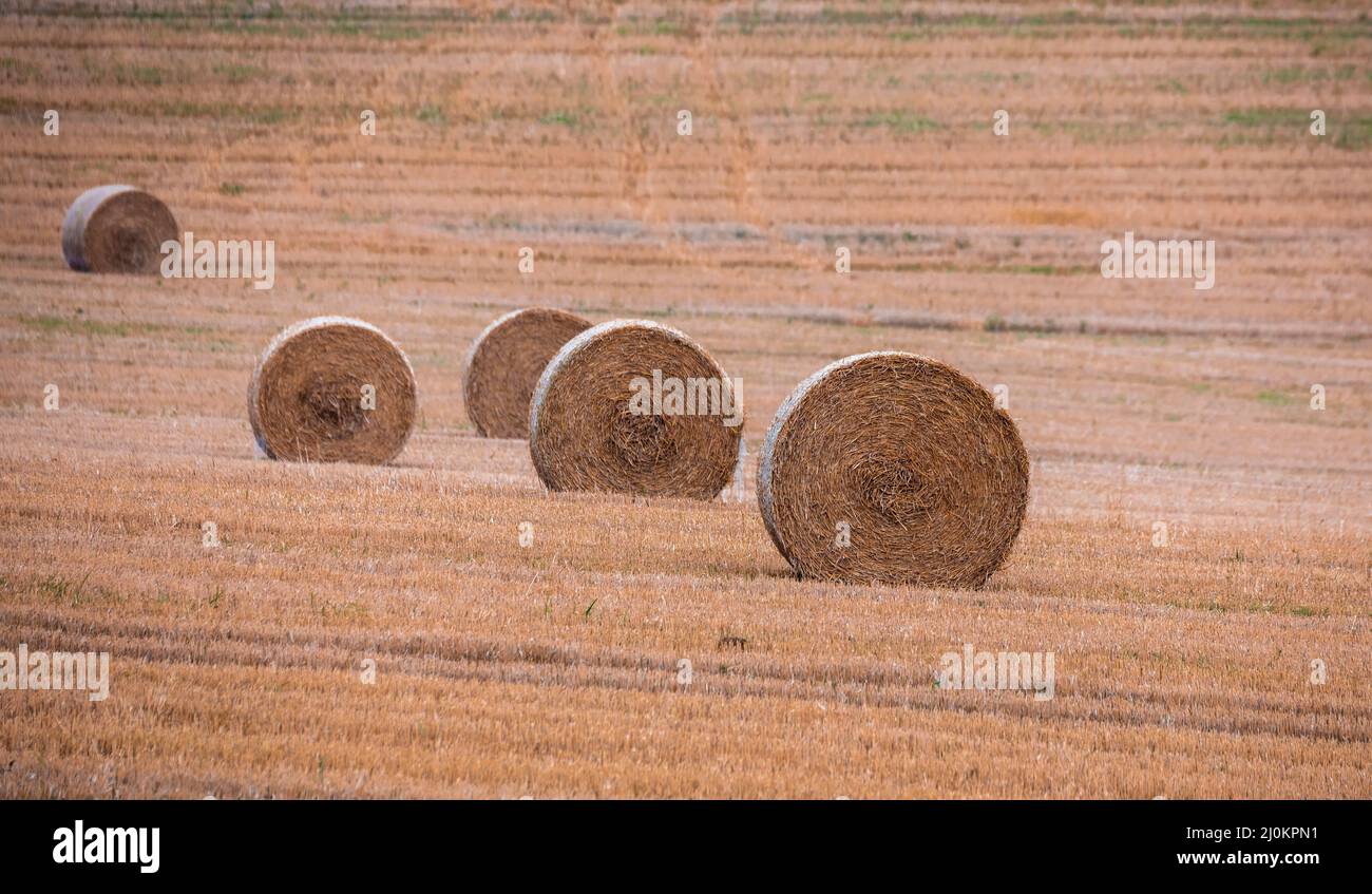 Straw bales stacked in a field at summer time Stock Photo - Alamy