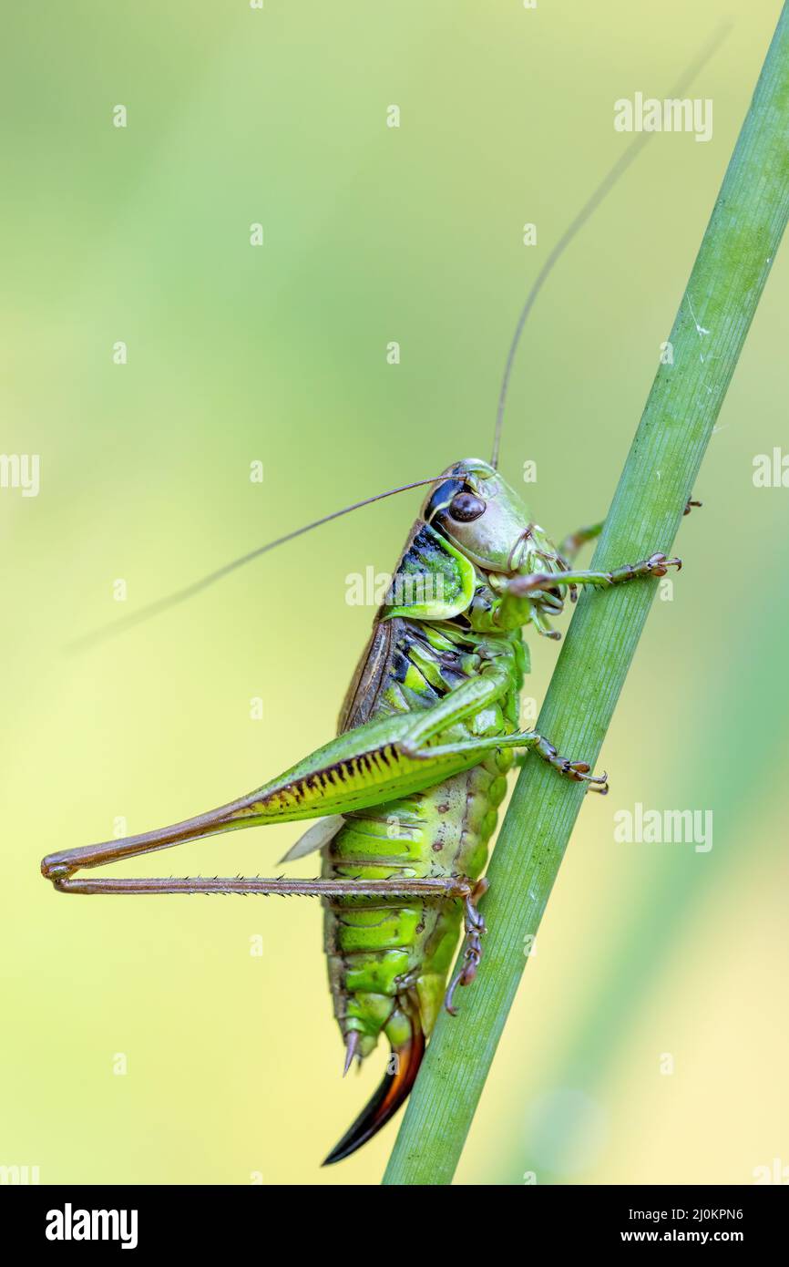 Cricket arthropoda insect hi-res stock photography and images - Alamy