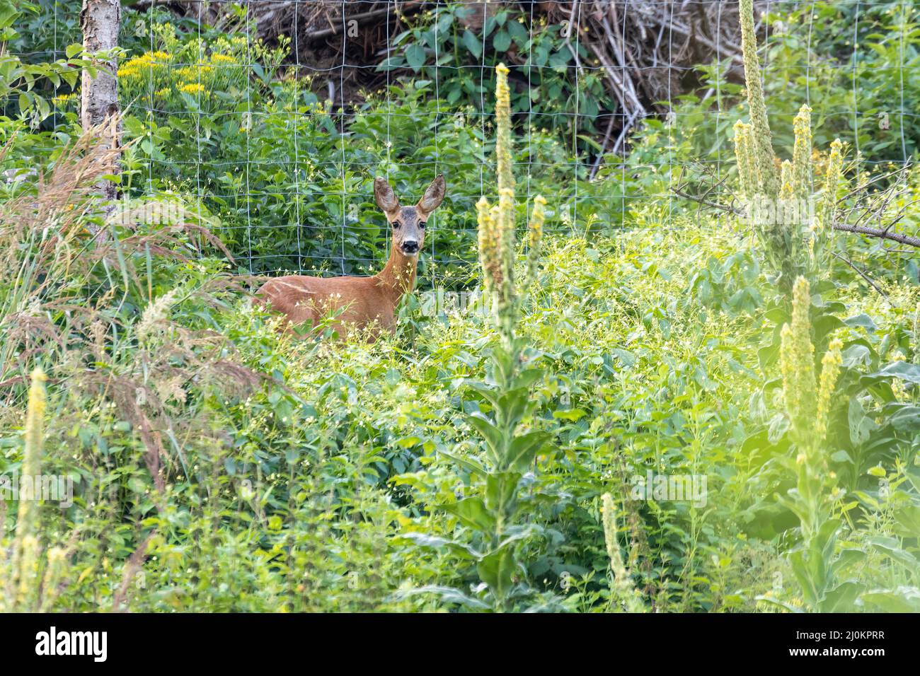 European roe deer near village europe wildlife Stock Photo - Alamy