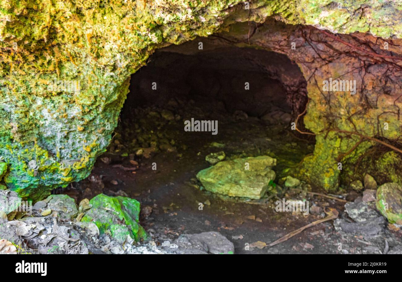 Tropical natural jungle forest plants palm trees and rocks stones ...