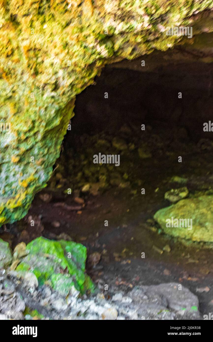 Tropical natural jungle forest plants palm trees and rocks stones ...