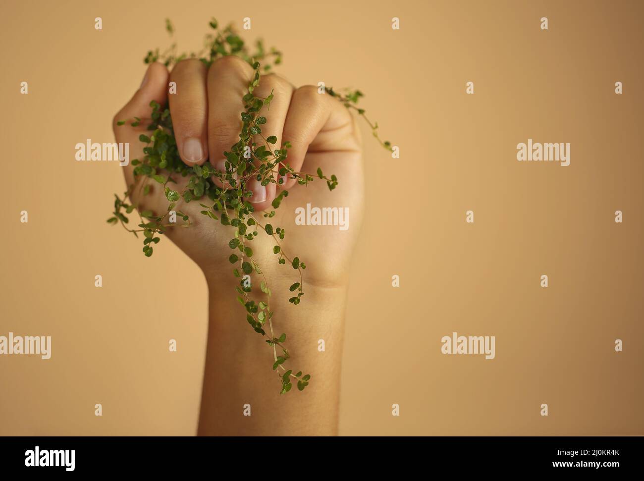 Green plant twig with leaves gripped in female hand isolated over beige ...