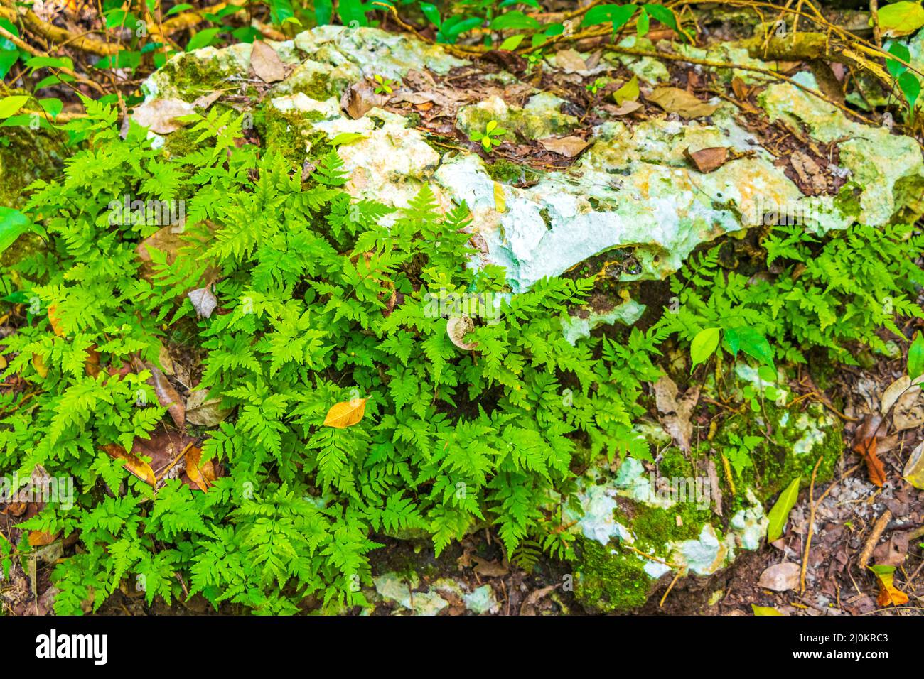 Tropical natural jungle forest plants palm trees and rocks stones ...