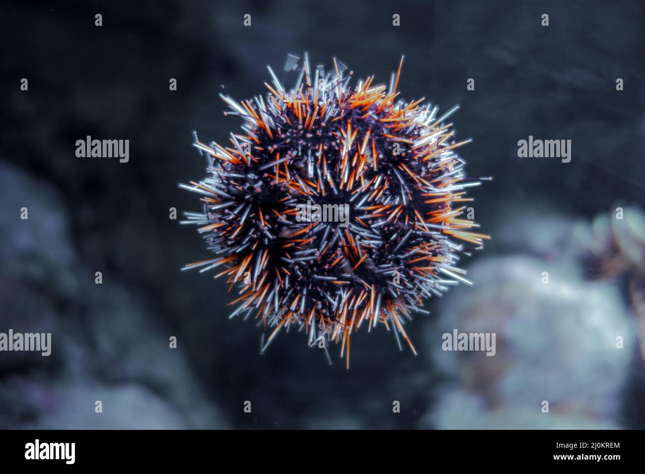 Spiny black sea urchin hi-res stock photography and images - Alamy