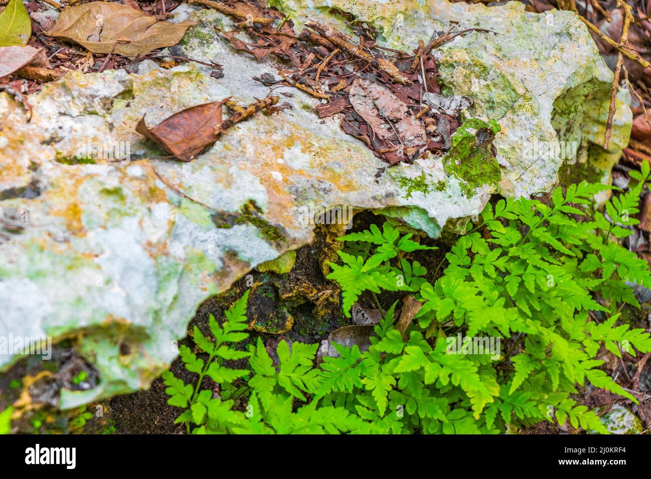 Tropical natural jungle forest plants palm trees and rocks stones ...