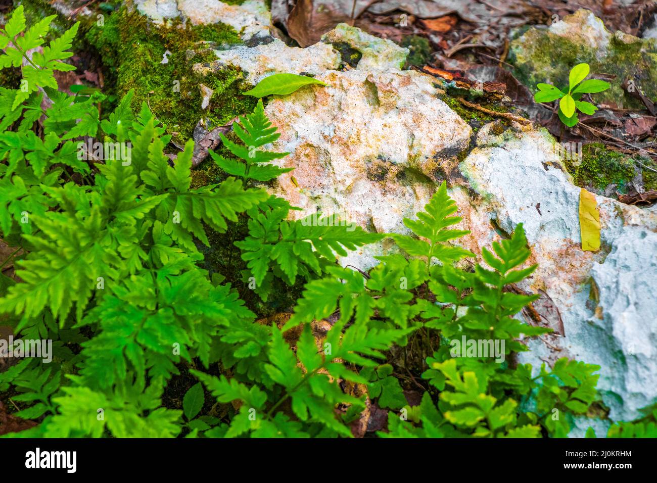 Tropical natural jungle forest plants palm trees and rocks stones ...
