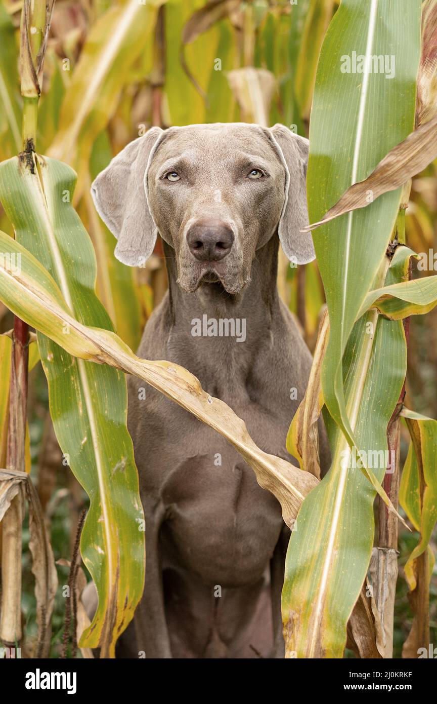Weimaraner pointing-dog in corn-field Stock Photo - Alamy
