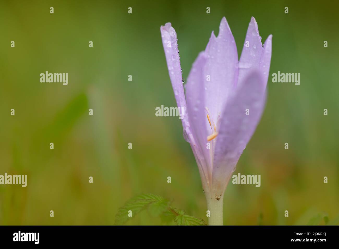 Toxical hi-res stock photography and images - Alamy