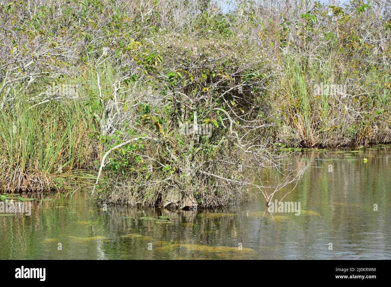 Swamp Landscape in Everglades National Park, Florida Stock Photo - Alamy