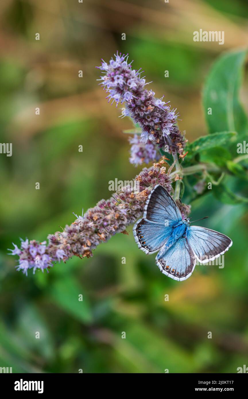 Artesina piedmont italy hi-res stock photography and images - Alamy