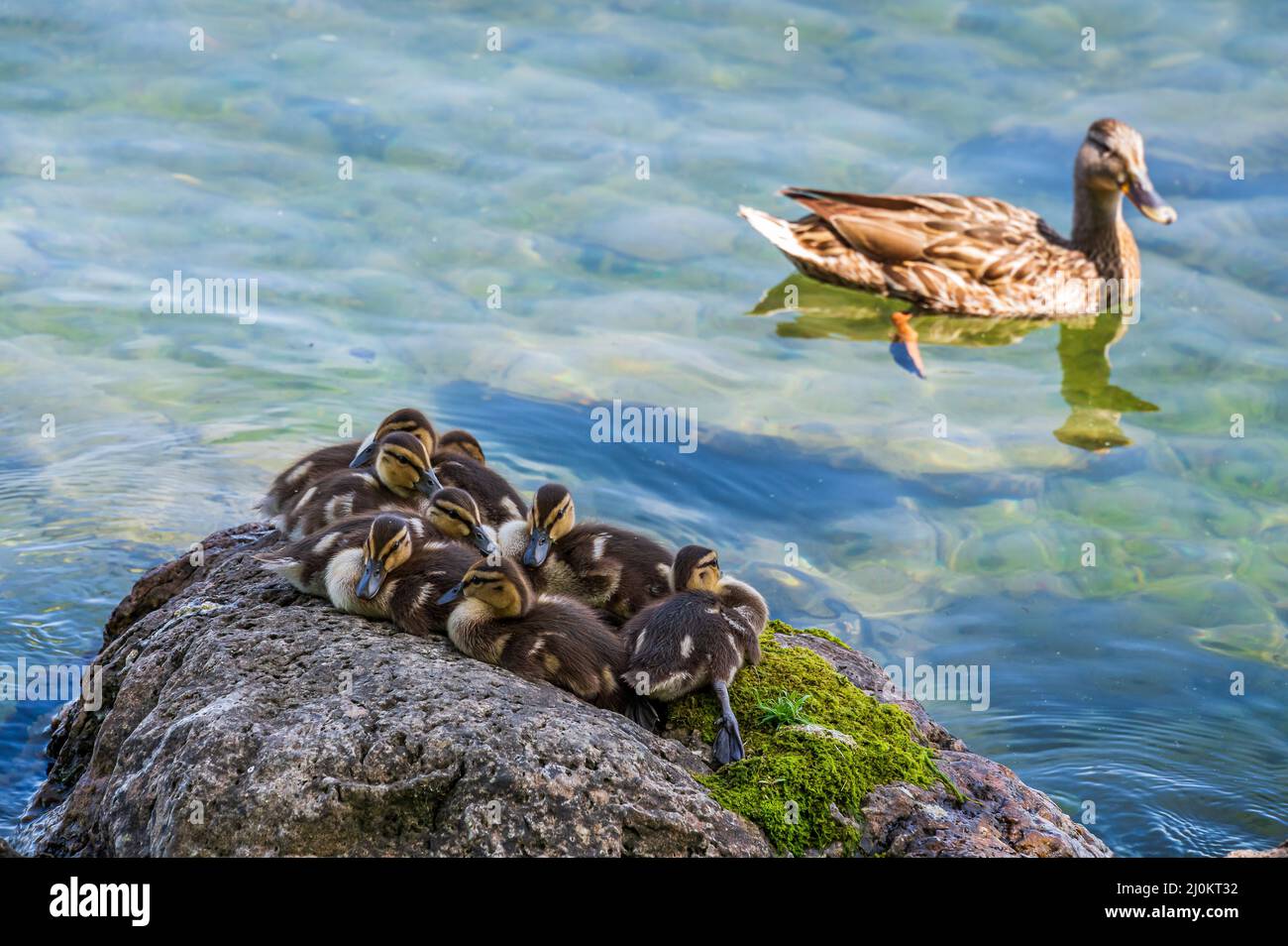 Family of Duckling Stock Photo - Alamy