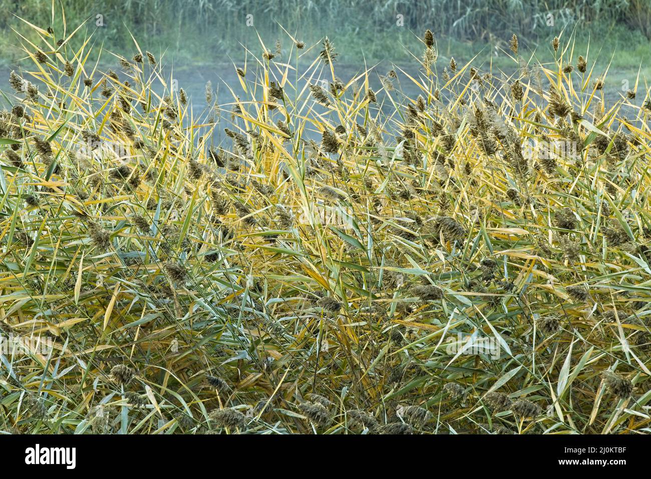 Tall plants hi-res stock photography and images - Alamy