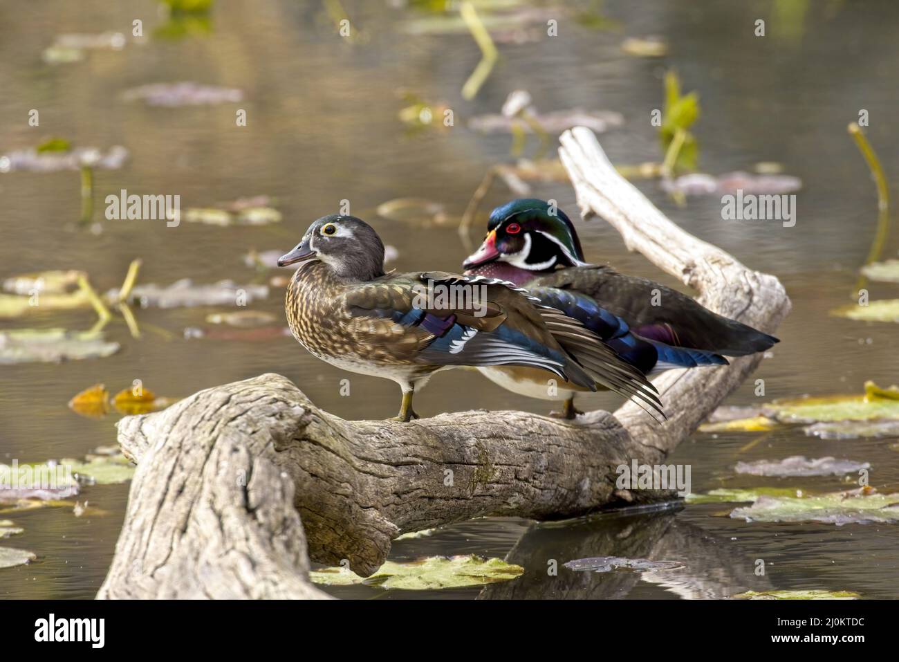 Duck wings hi-res stock photography and images - Alamy