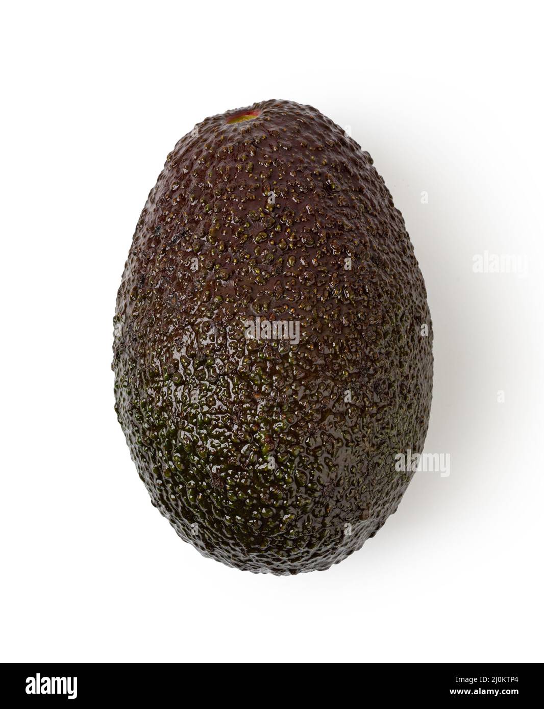 Tropical avocado Cut Out Stock Images & Pictures - Alamy