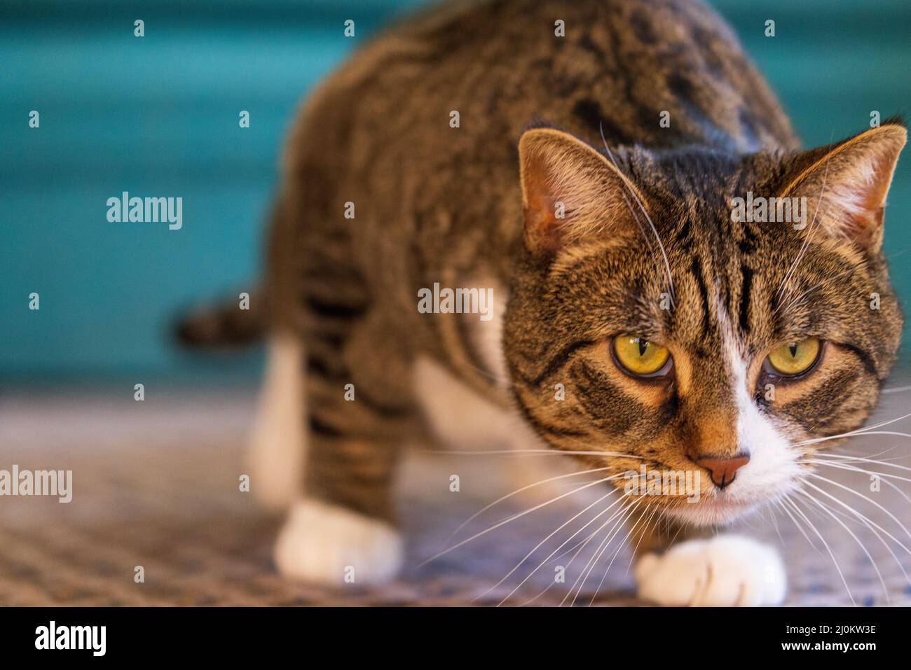 Cat crouched low in stalking pose Stock Photo - Alamy