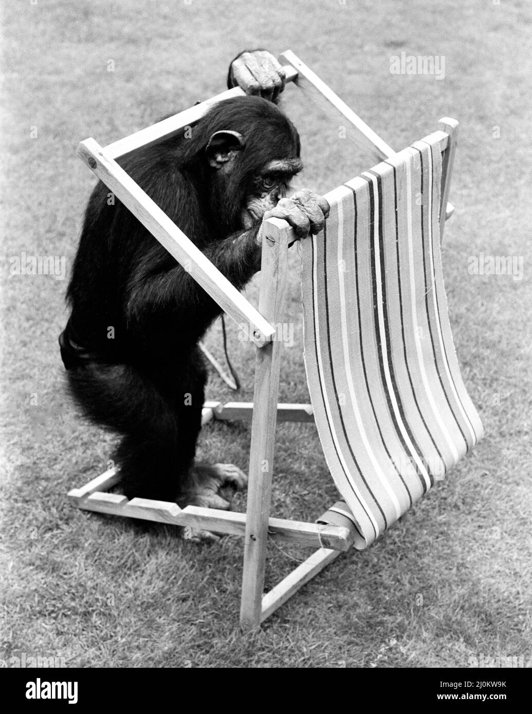 A Chimpanzee at Twycross Zoo handling a deck chair. 30th August 1980 ...