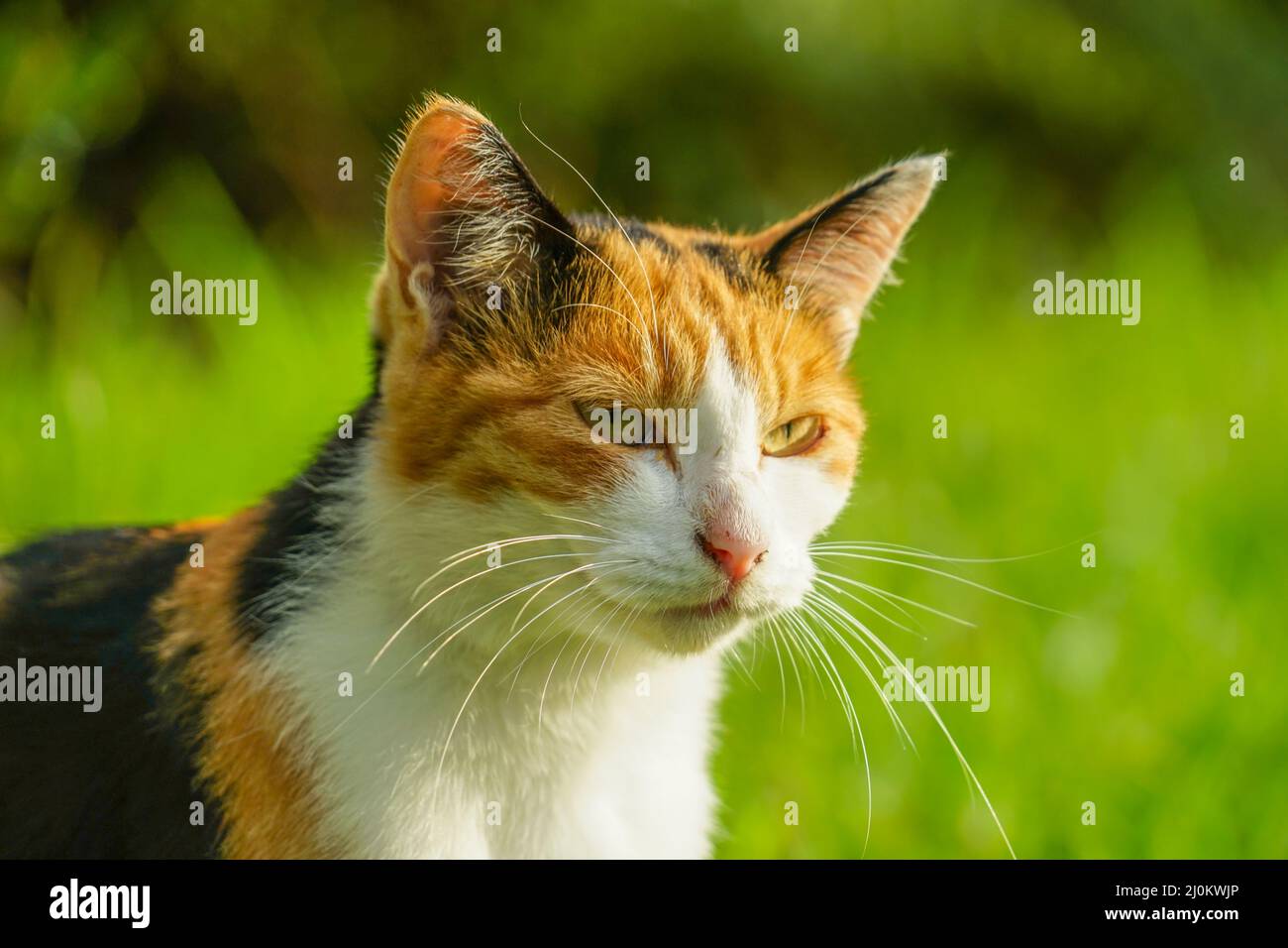 Tortoiseshell cat nestled in prairie Stock Photo - Alamy