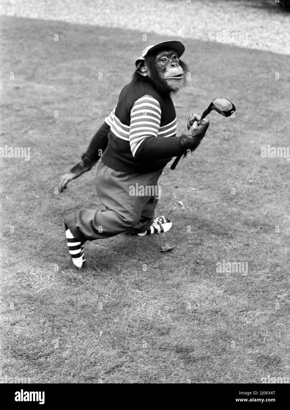 Funny golf Black and White Stock Photos & Images - Alamy