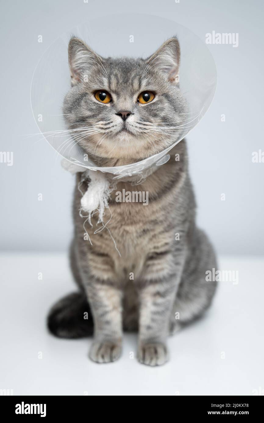Vet cat cone hi-res stock photography and images - Alamy
