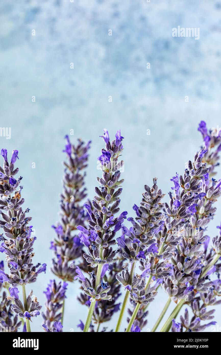 Lavender blossoms on a blue background, a bunch of lavandula plants in ...