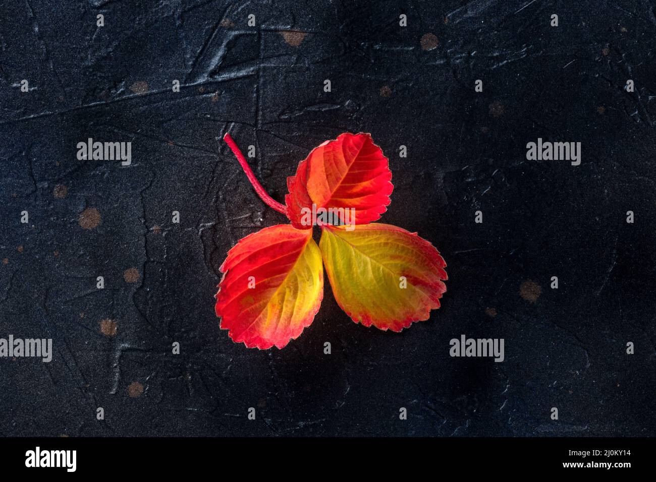 Colorful autumn leaf on a black background Stock Photo - Alamy