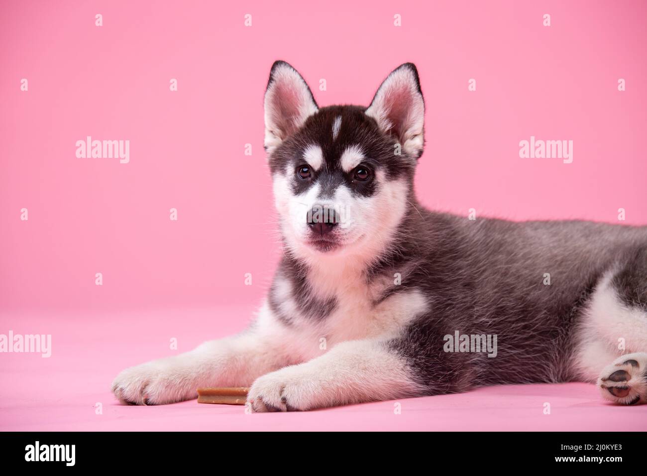 When Can You Breed A Female Husky