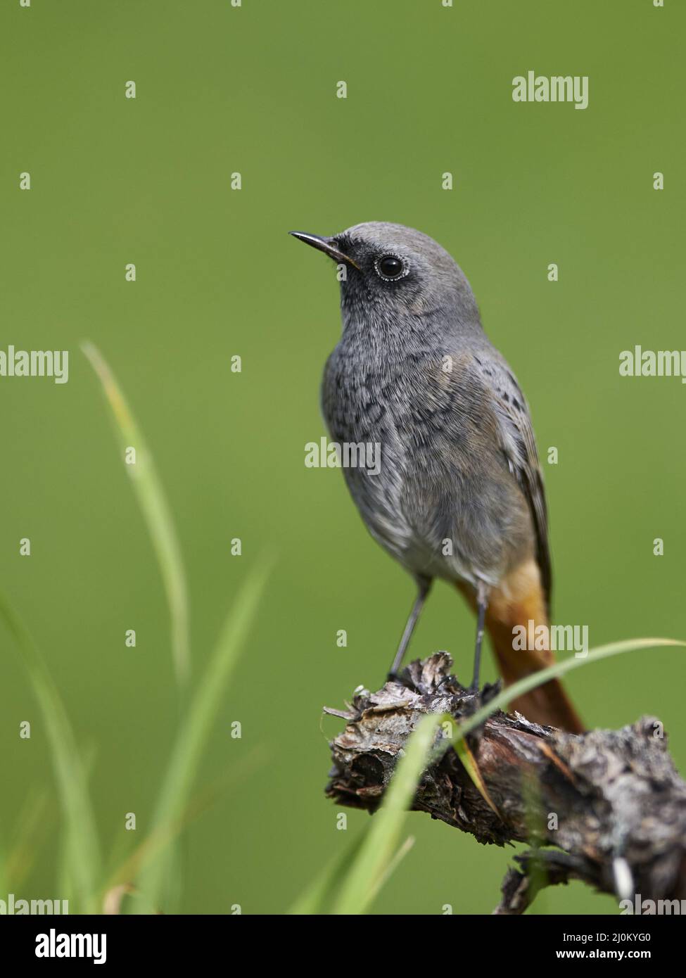 House redstart hi-res stock photography and images - Alamy
