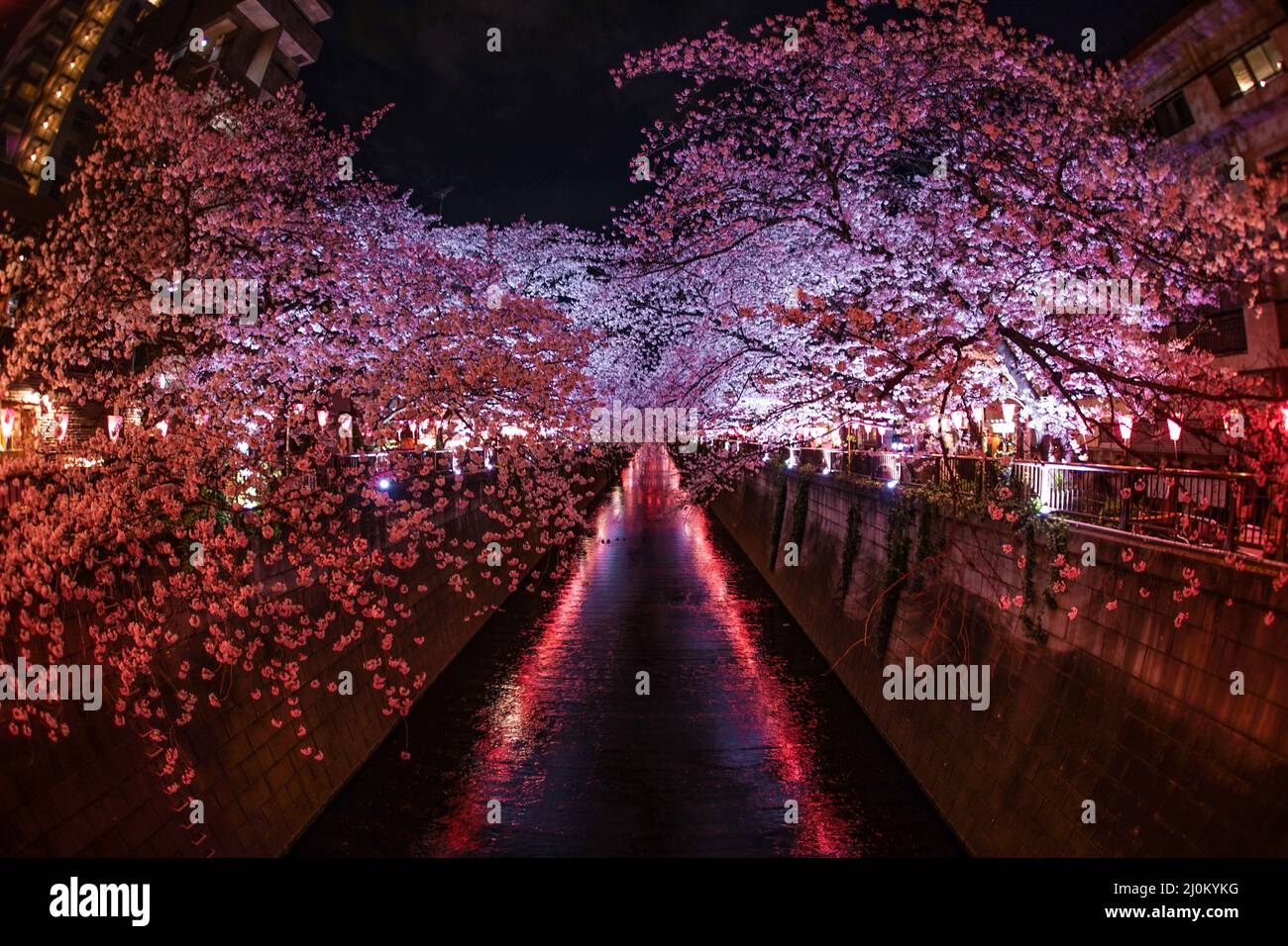 Cherry blossoms in full bloom of Meguro River Stock Photo - Alamy