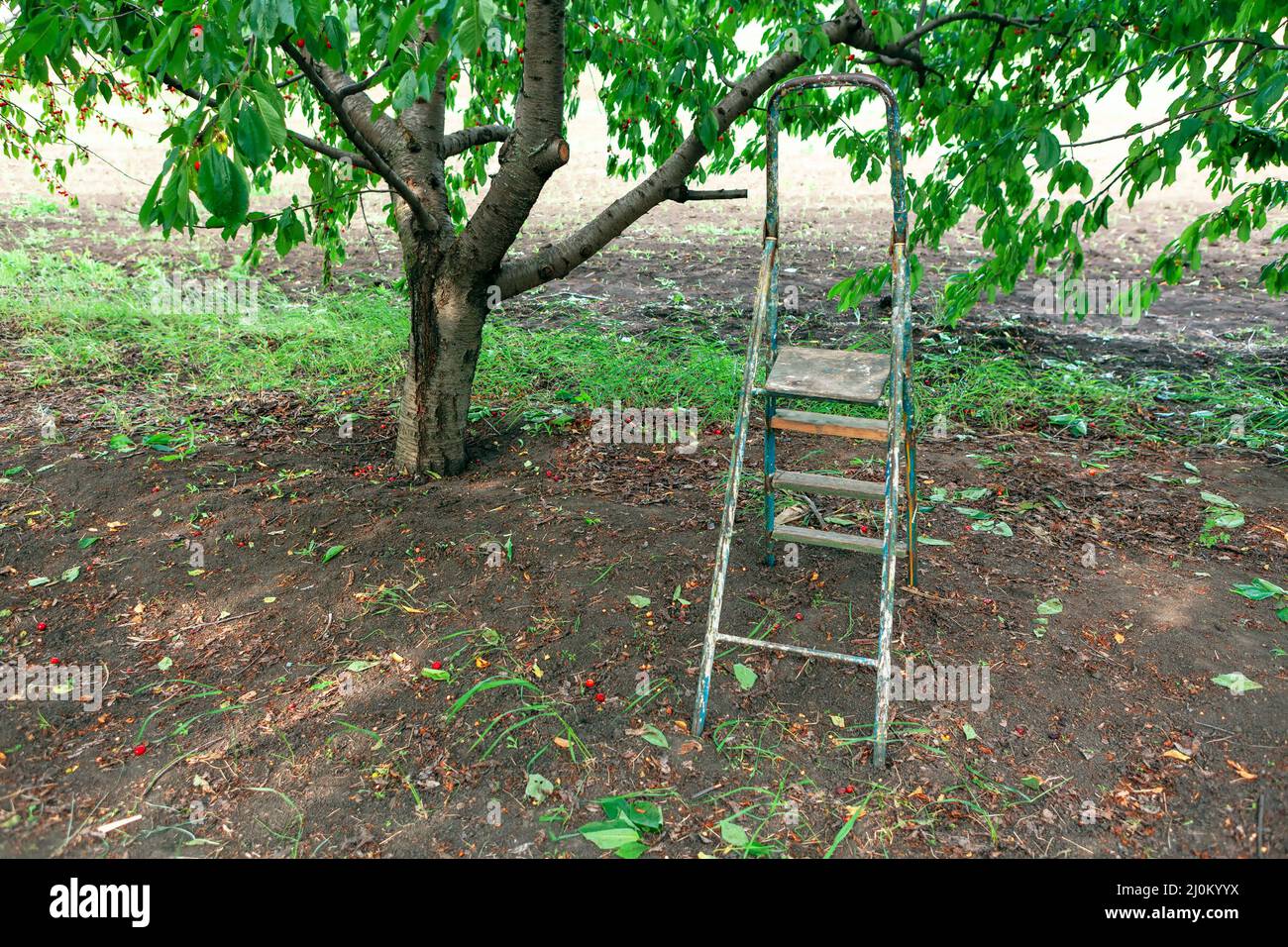 Cherry harvesting , ladder in the garden Stock Photo - Alamy