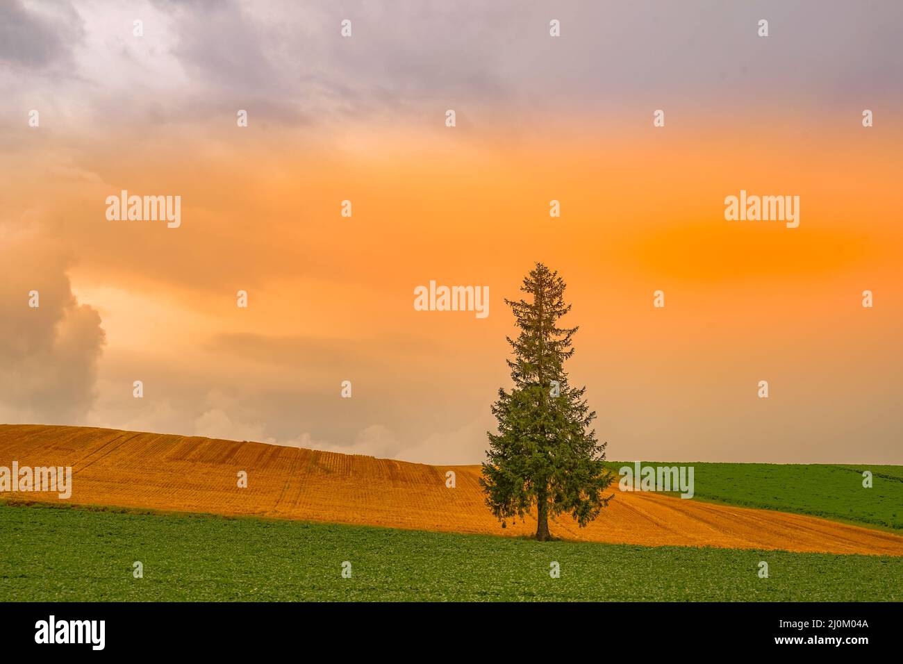 Christmas tree tree and sunset (Hokkaido Biei-cho Stock Photo - Alamy