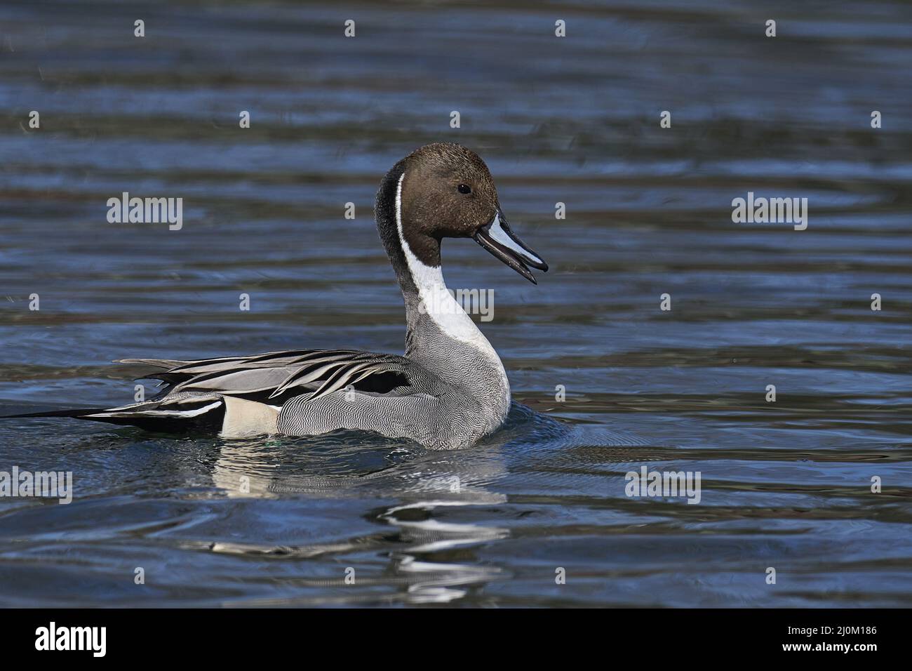 Heart of duck hi-res stock photography and images - Alamy