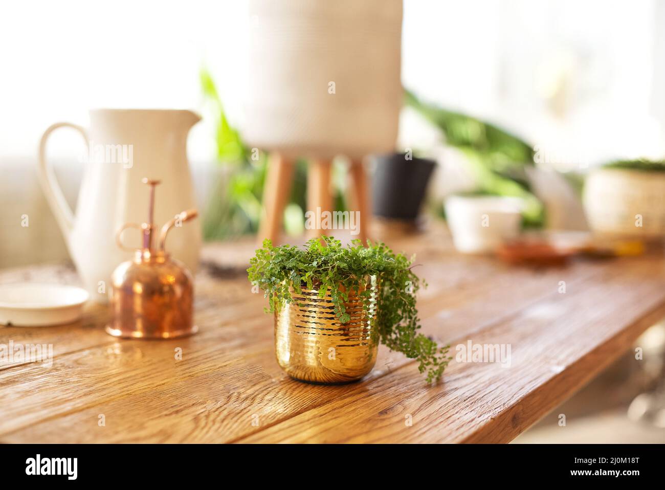 Wooden massive table with gardening tools and green potted plants ready ...