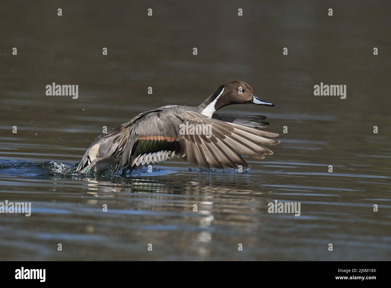 Duck swarm hi-res stock photography and images - Alamy