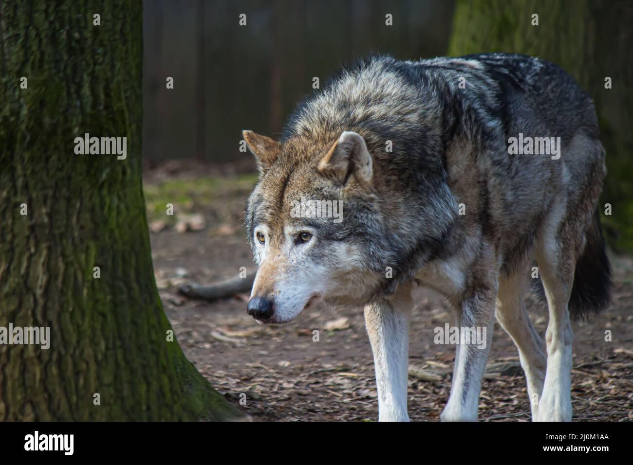 Vicious gray furry wolf in the zoo Stock Photo - Alamy