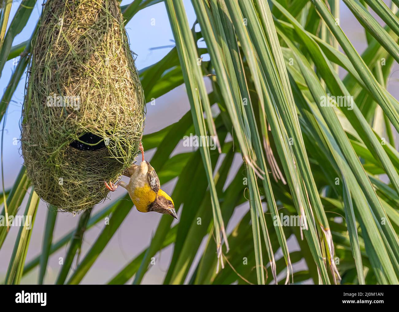 Baya weaver bird perching on its nest hanging from the tree branch in the wild Stock Photo - Alamy