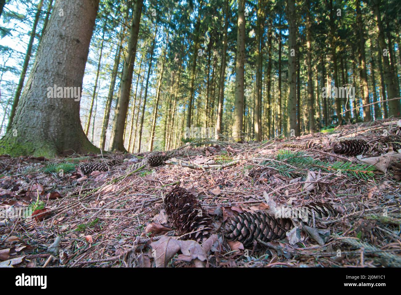 Beautiful view of the tall evergreen trees in the forest Stock Photo ...
