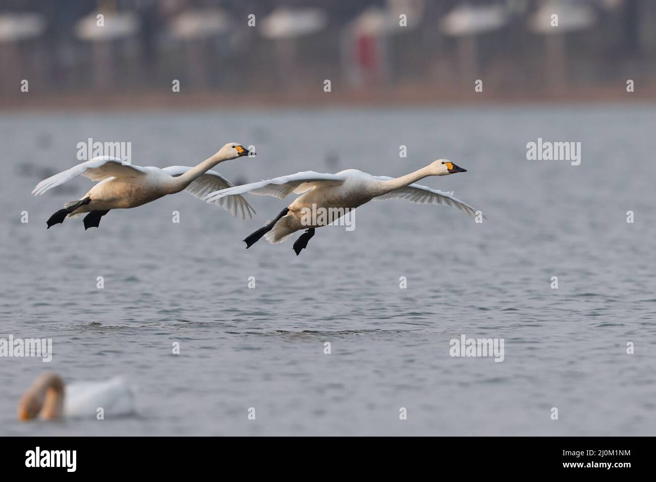 Hutuo river hi-res stock photography and images - Alamy