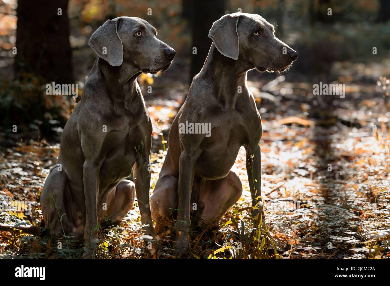 Dogs in forest hi-res stock photography and images - Alamy
