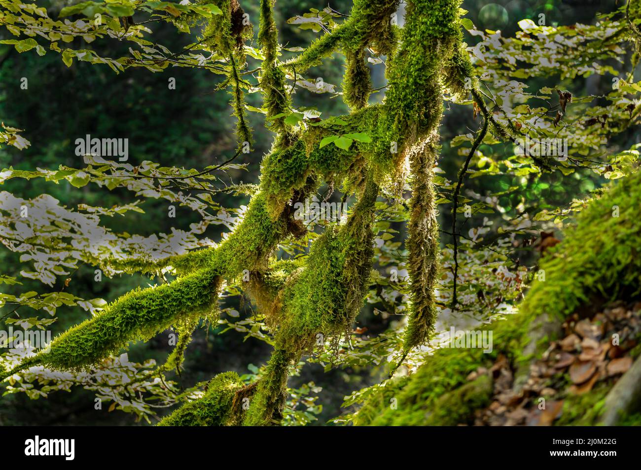 Moss and branches hi-res stock photography and images - Alamy