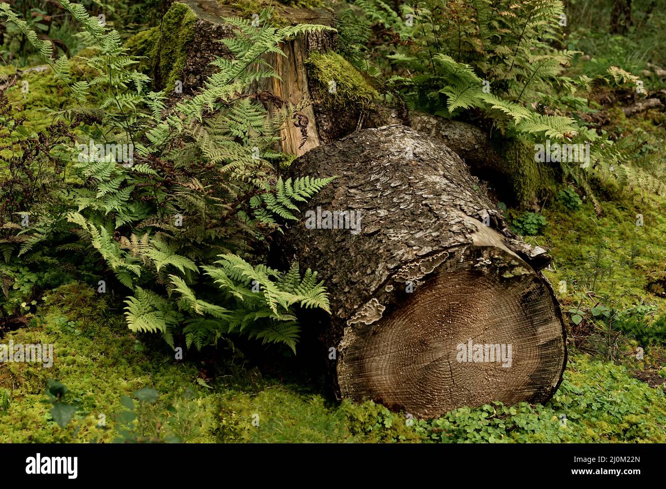 Fern in wood hi-res stock photography and images - Alamy