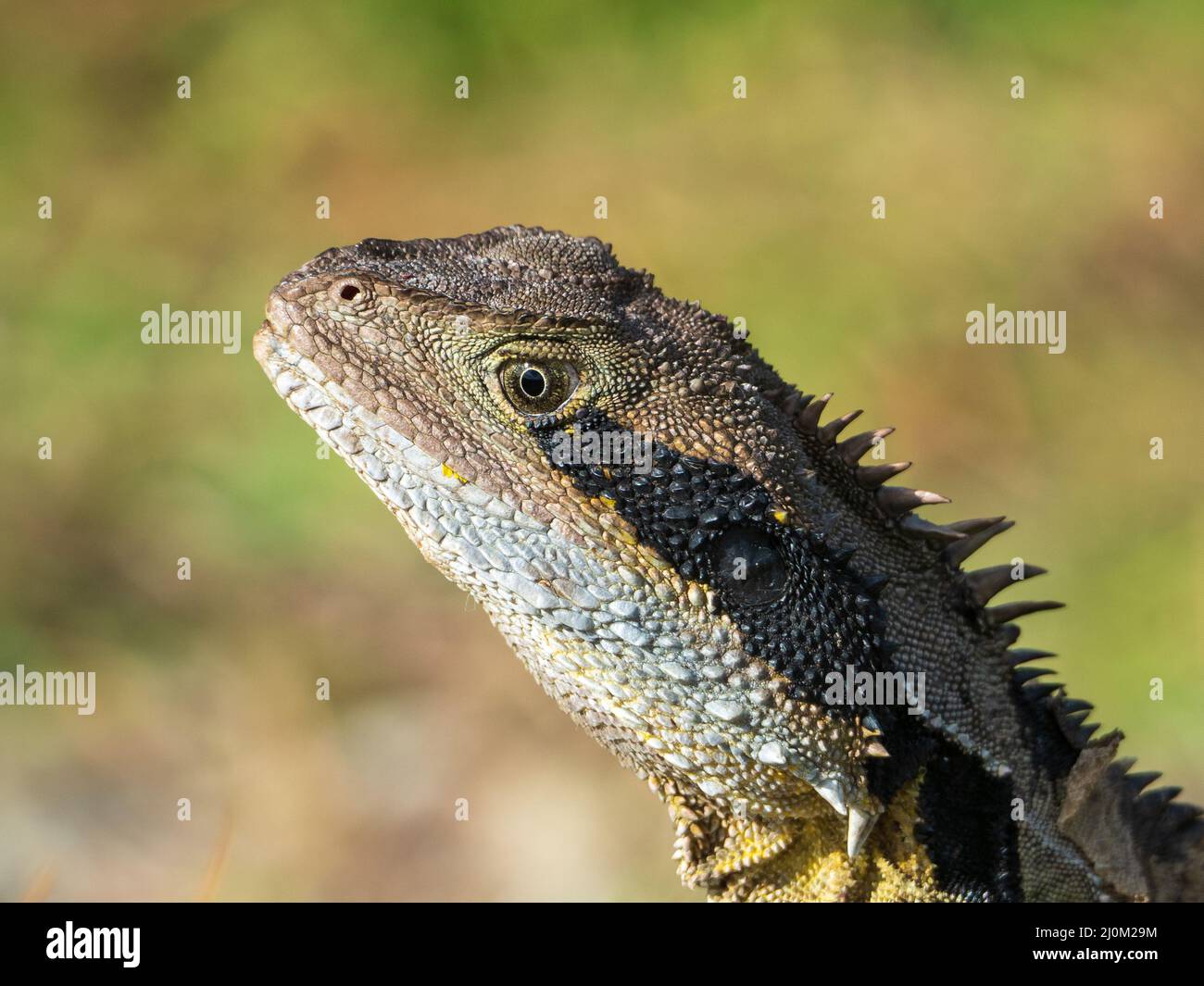 Macro, head of an Australian reptile, Eastern Water Dragon lizard ...