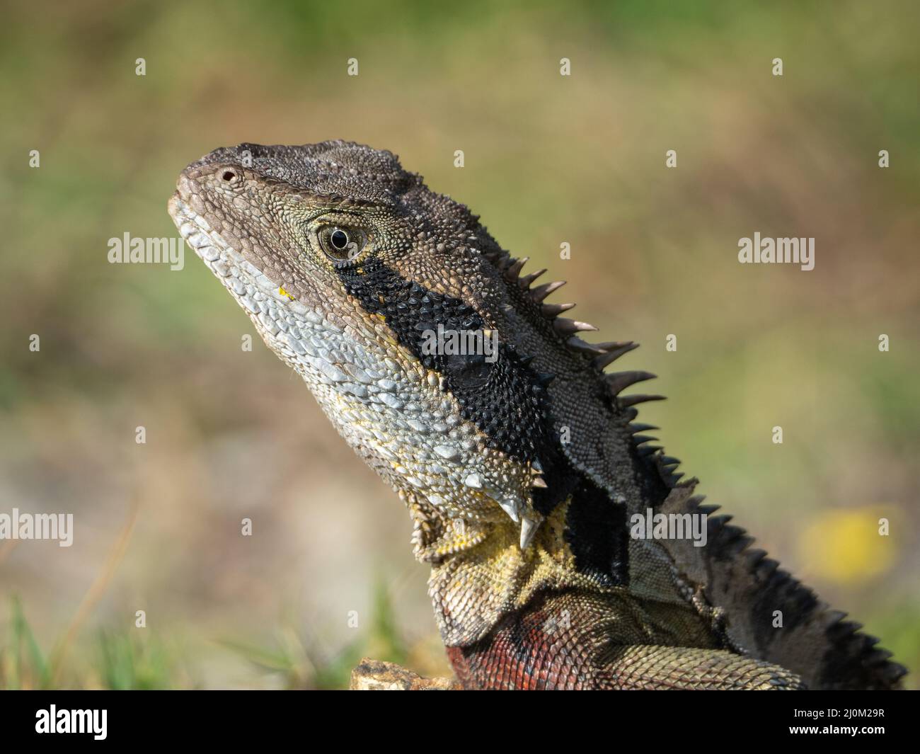 Head of a Australian reptile, Eastern Water Dragon lizard, details of ...
