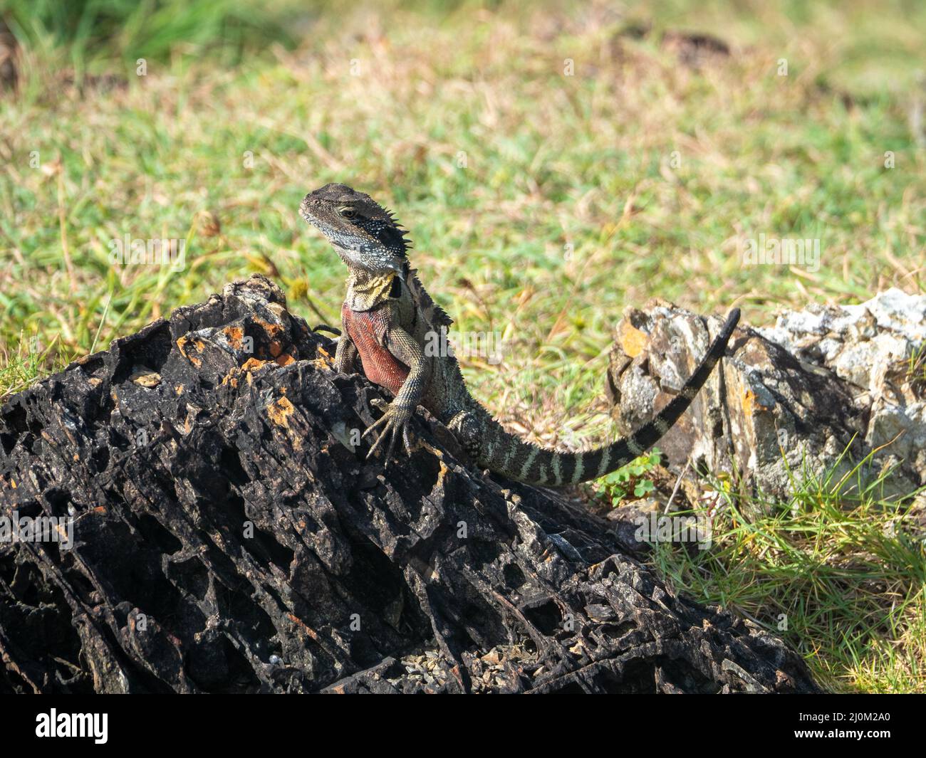 Australian native lizards hi-res stock photography and images - Alamy