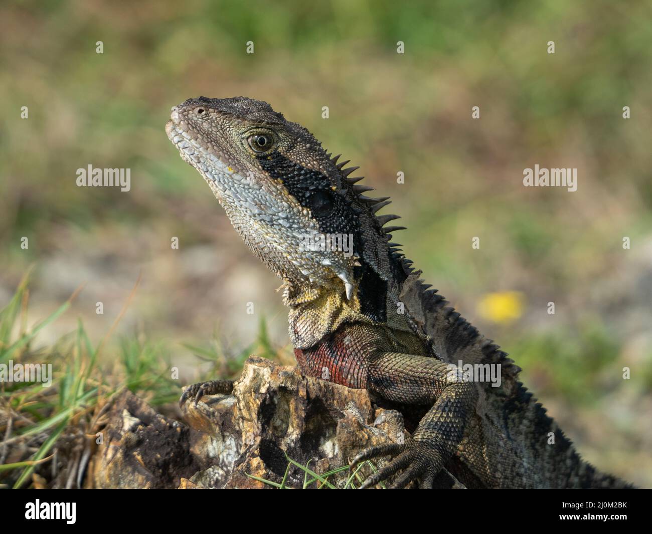 Closeup Australian reptile, male Eastern Water Dragon lizard, details ...