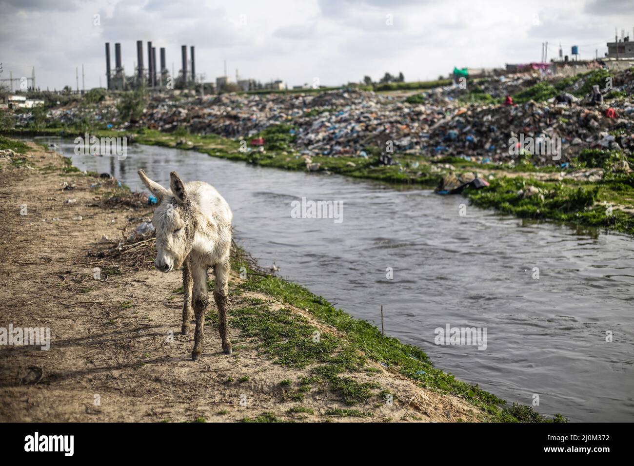 Gaza, Palestine. 19th Mar, 2022. A donkey seen in the wet area of Wadi ...