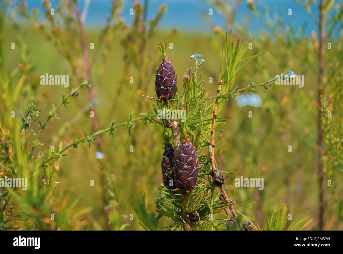 Larch with cones on Baikal Lake in Siberia, Russia and branch with ...
